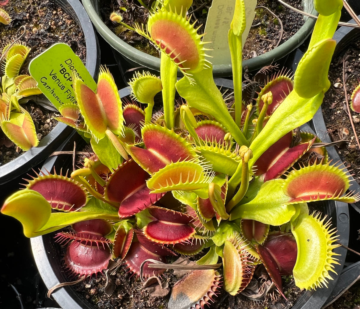 'BCP Z02' x open pollinated Venus flytrap 10+ Seeds – Carnivorous Plant Store