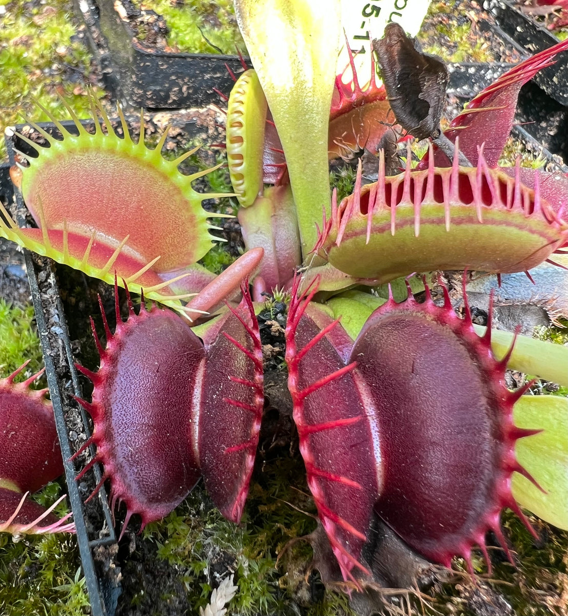 Venus Flytrap "BCP 05-11 Giant" – Carnivorous Plant Store