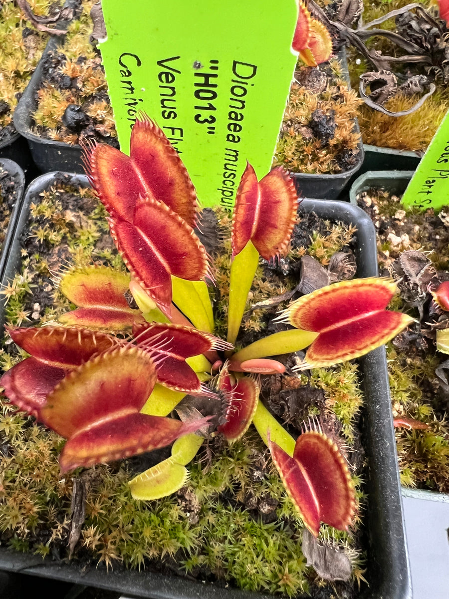 Venus Flytrap “H013” – Carnivorous Plant Store