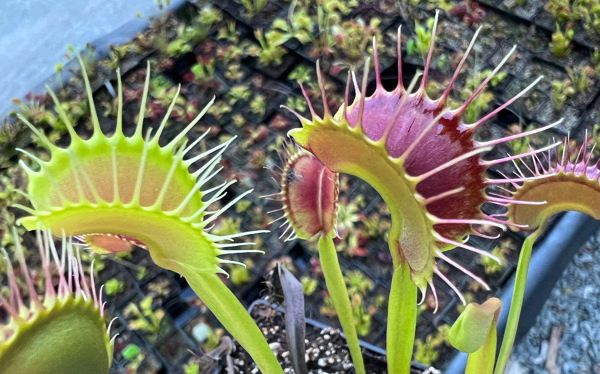 Venus flytrap 'Bimbo' – Carnivorous Plant Store