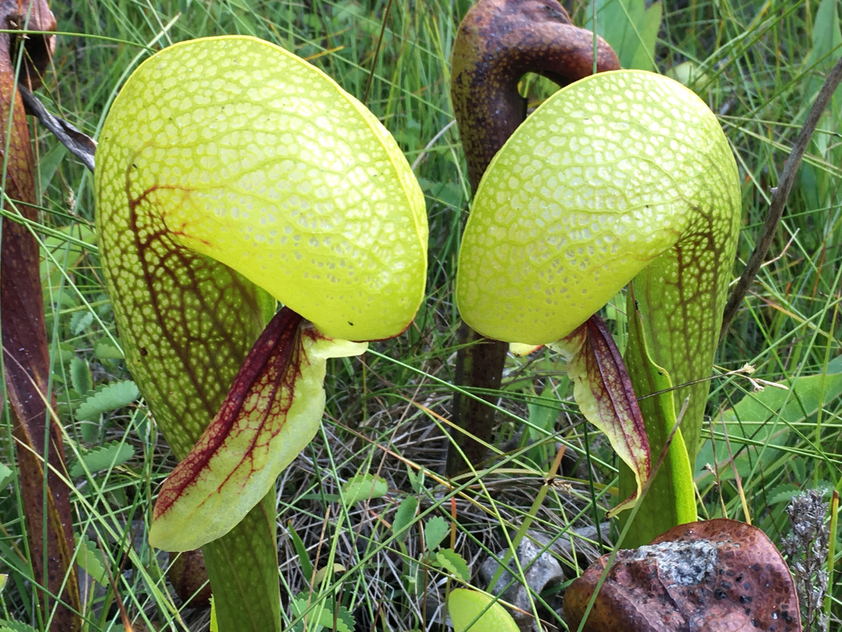 Darlingtonia – Carnivorous Plant Store