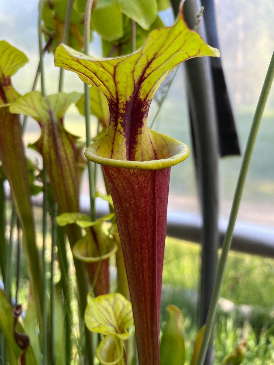 Sarracenia flava var. rubricorpora MK F112, Giant red tube, Apalachico ...