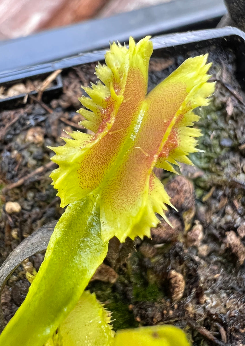 Venus flytrap 'Freaky Star' – Carnivorous Plant Store