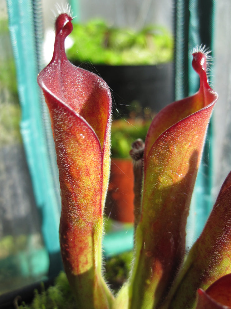 Heliamphora – Carnivorous Plant Store