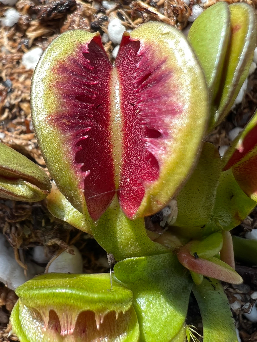 Venus Flytrap “Fused Tooth Extreme” – Carnivorous Plant Store