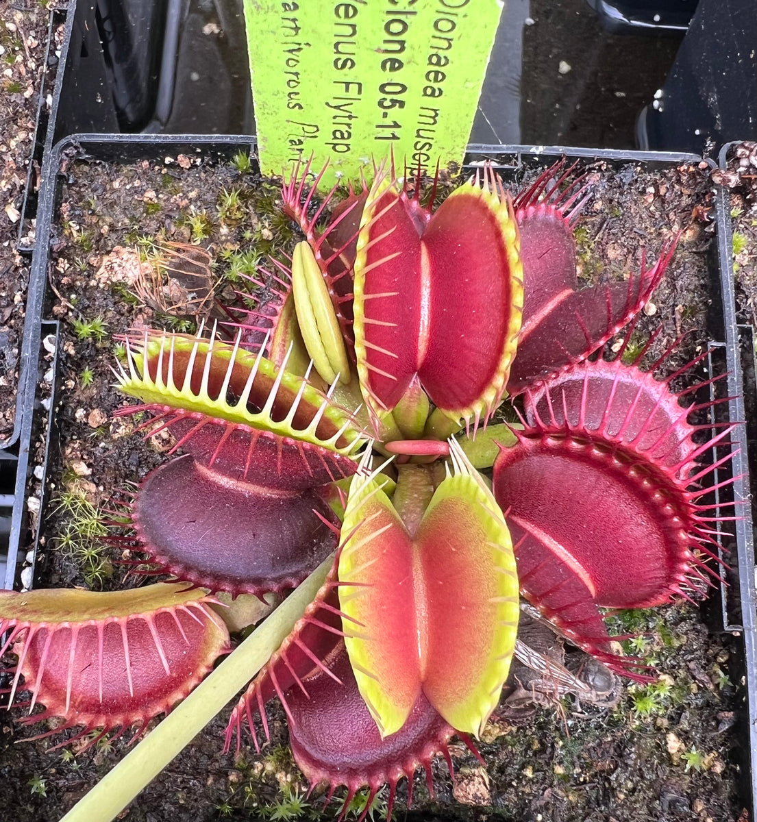 "BCP 05-11 Giant" open pollinated Venus flytrap 10+ Seeds – Carnivorous ...