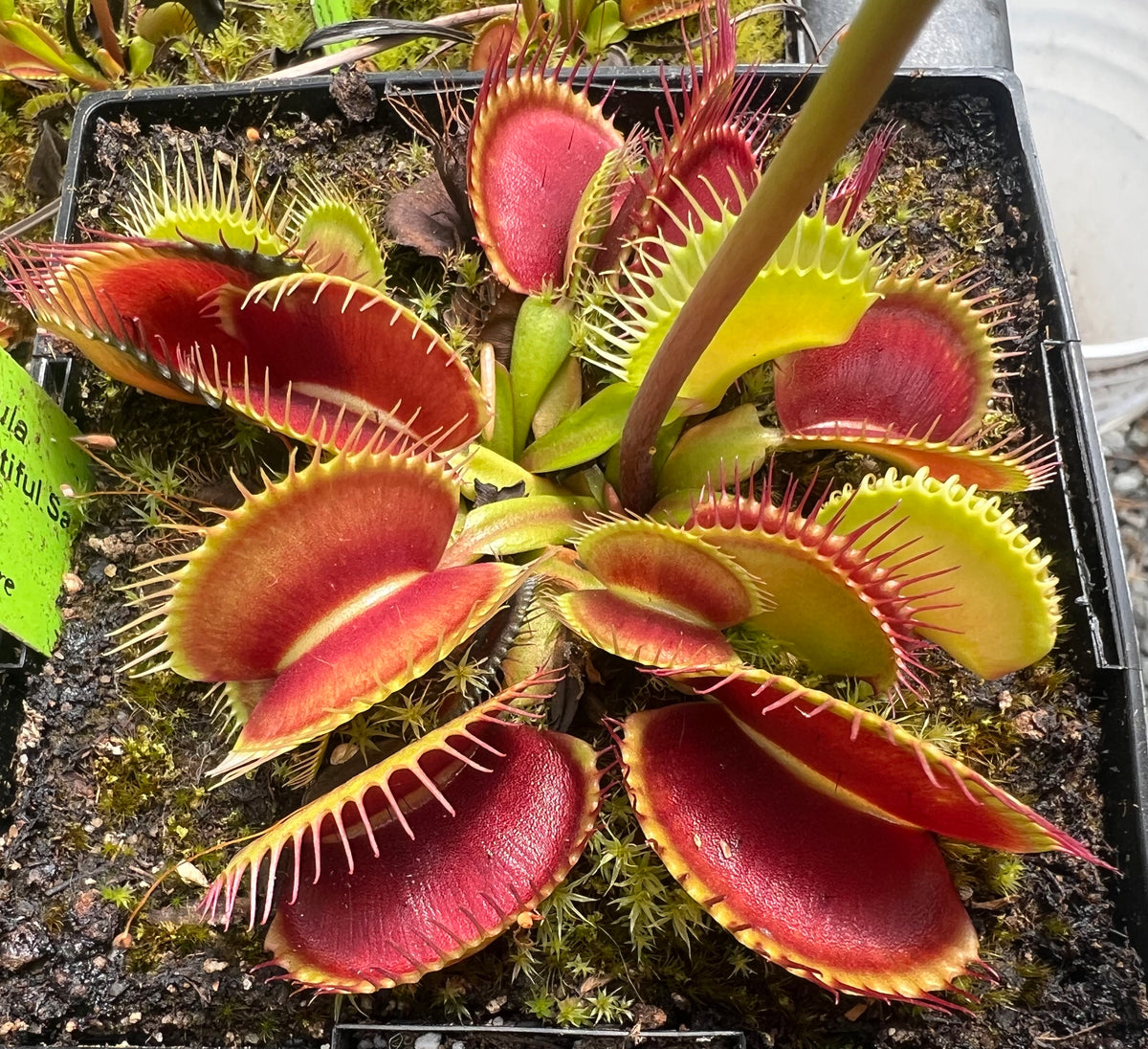 Venus Flytrap "BCP 14-04" – Carnivorous Plant Store