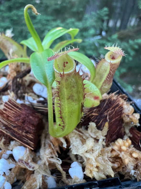 Nepenthes copelandii x N. dubia “red” Seed Grown – Carnivorous Plant Store