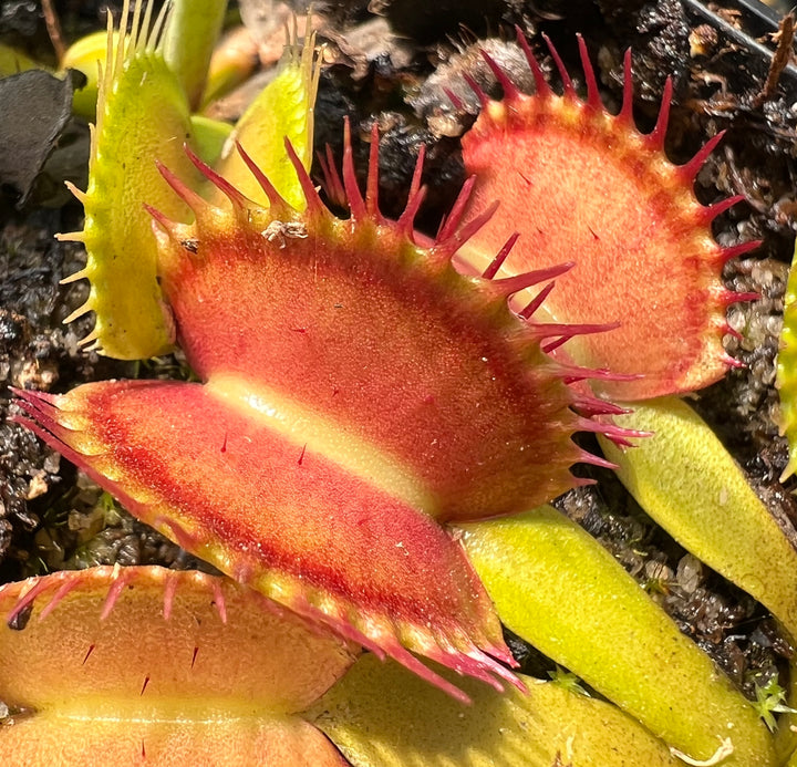Venus Flytrap 'Raptor – Carnivorous Plant Store
