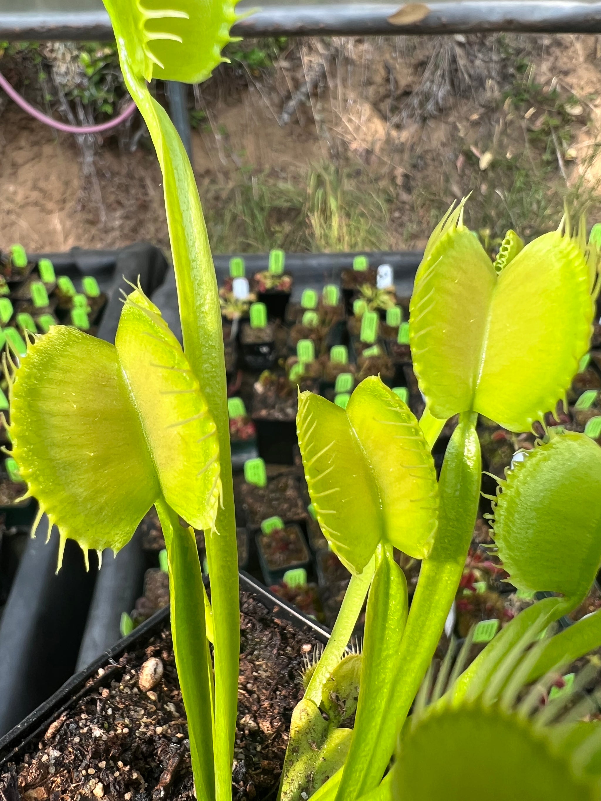 Venus Flytrap "Olive Green" – Carnivorous Plant Store