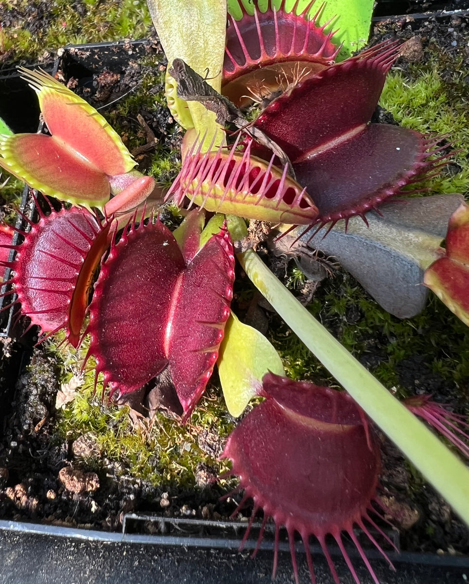 Venus Flytrap "BCP 05-11 Giant" – Carnivorous Plant Store