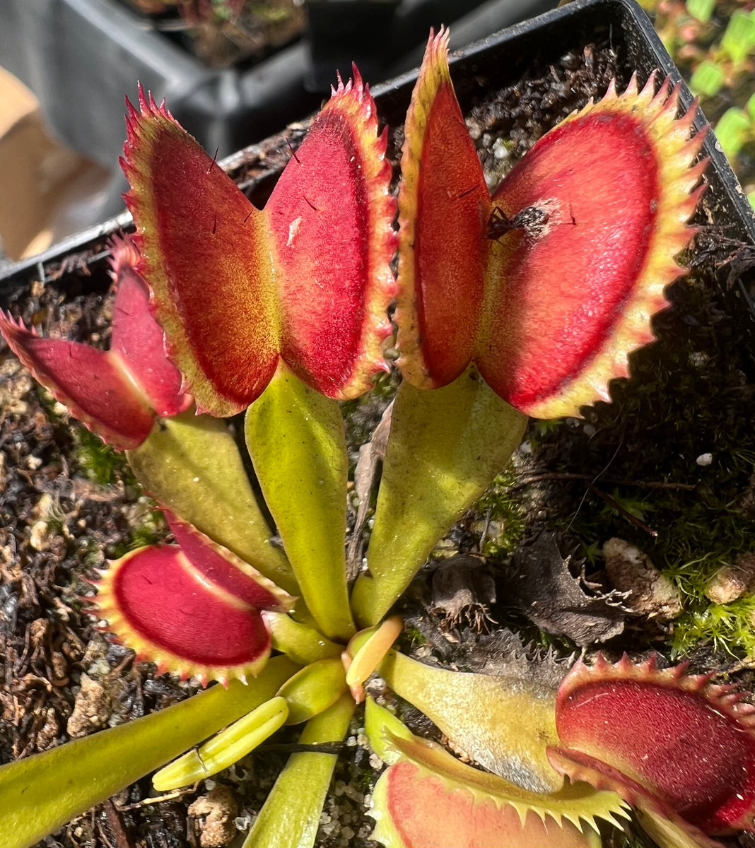 Venus Flytrap "BCP 08-01" – Carnivorous Plant Store