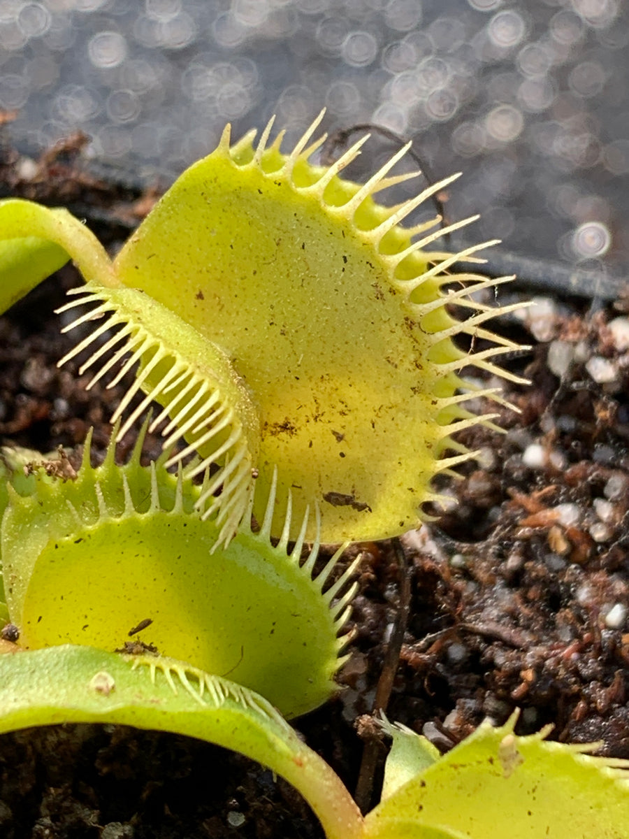 Venus flytrap ‘Mirror x Mirror’ – Carnivorous Plant Store