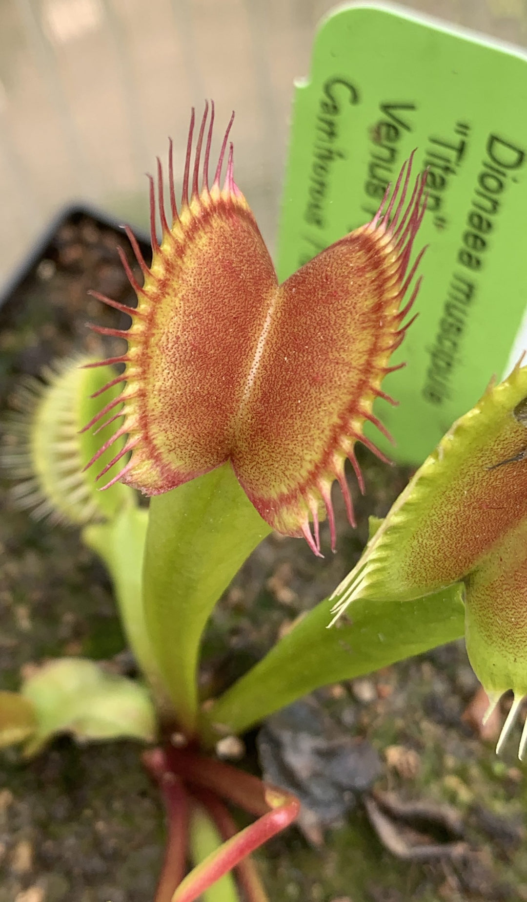 Venus Flytrap "Titan" – Carnivorous Plant Store