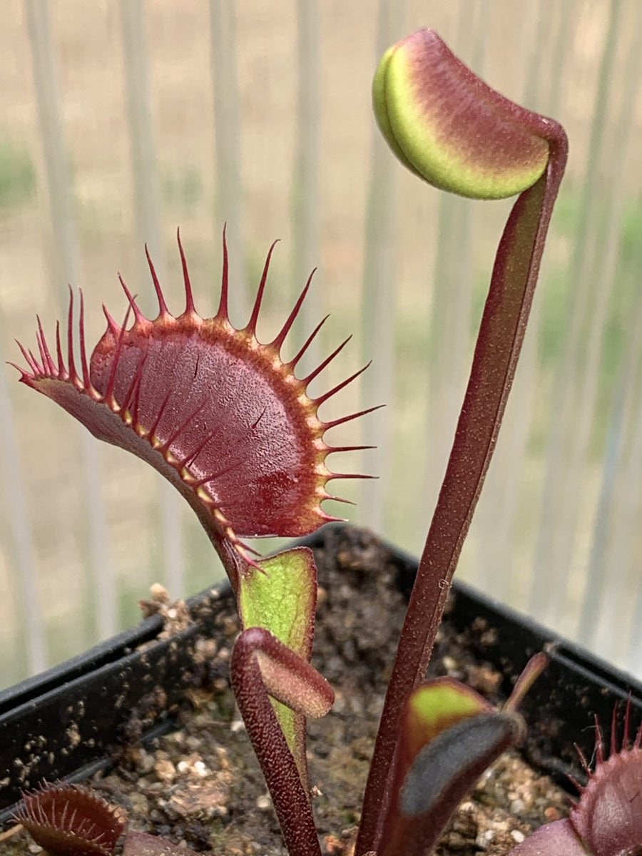 Venus Flytrap 'Royal Red' – Carnivorous Plant Store