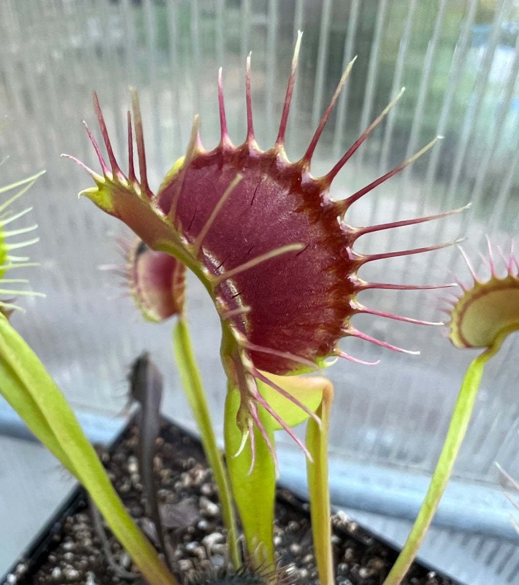 Venus flytrap 'Bimbo' – Carnivorous Plant Store