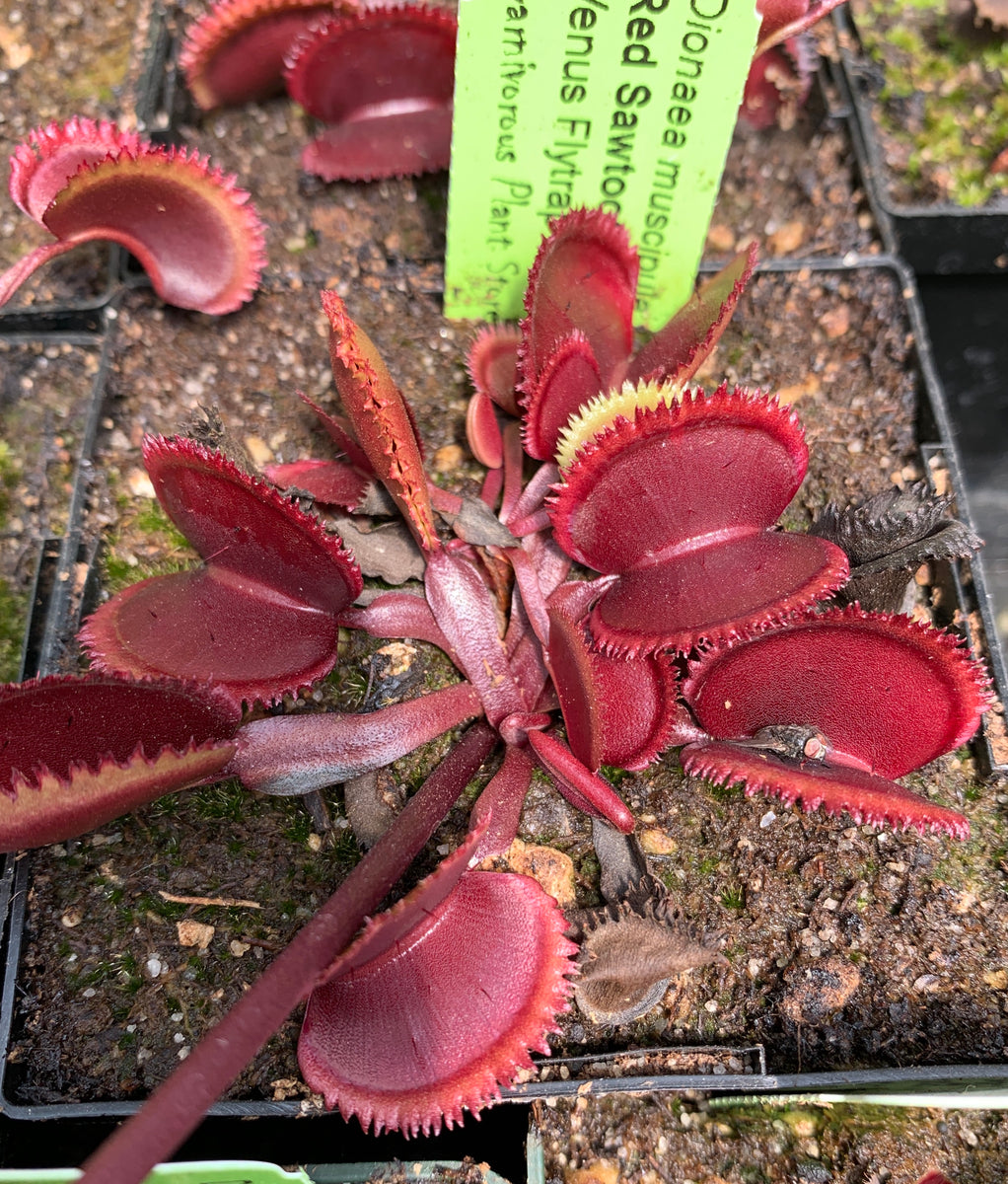 Venus Flytrap "Red Sawtooth" – Carnivorous Plant Store