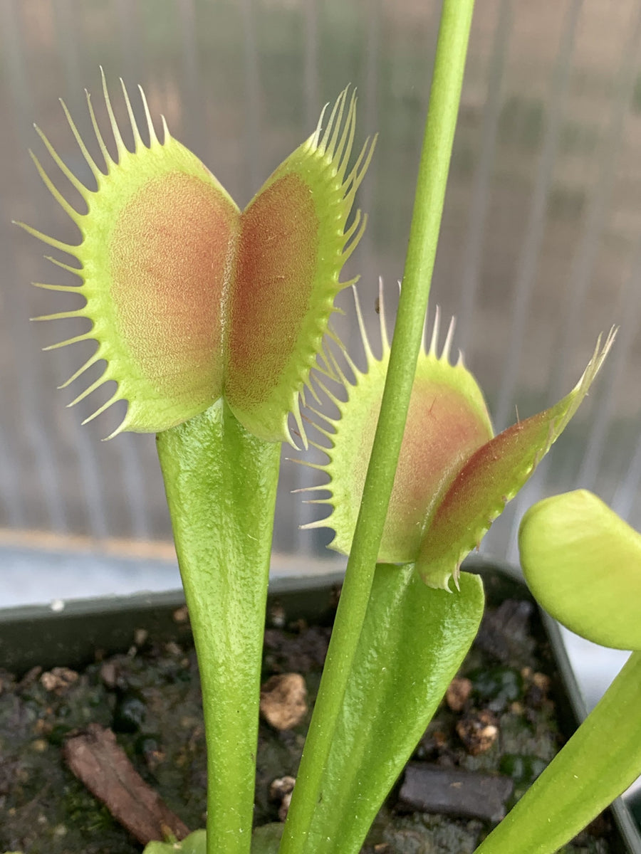 Venus Flytrap "Fine Tooth x Red" – Carnivorous Plant Store