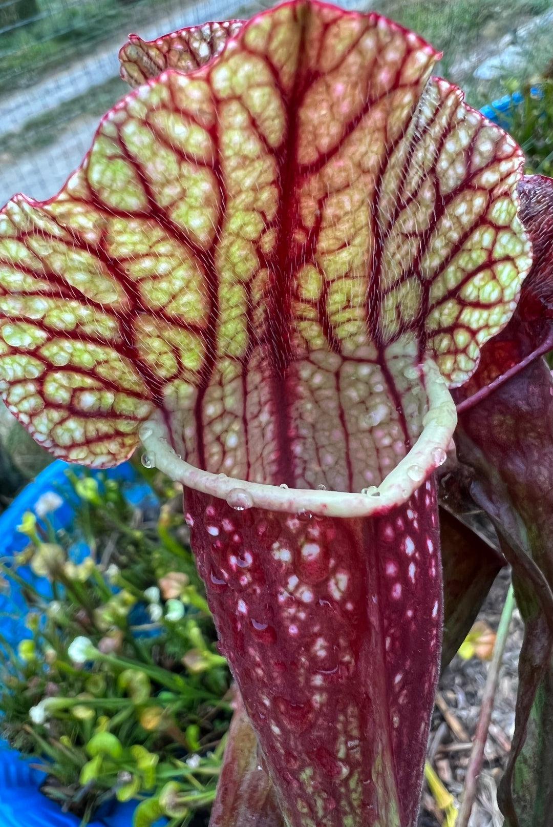 Sarracenia “CPS Voltaic” – Carnivorous Plant Store