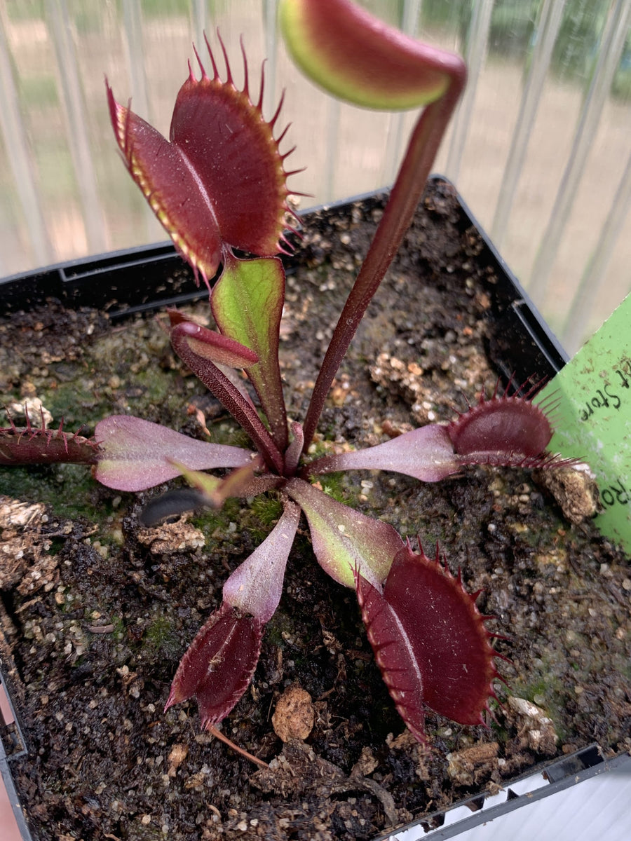 Venus Flytrap 'Royal Red' – Carnivorous Plant Store