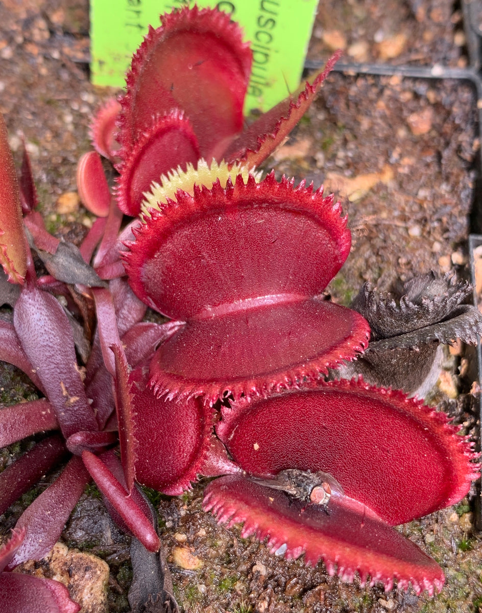 Venus Flytrap "Red Sawtooth" – Carnivorous Plant Store