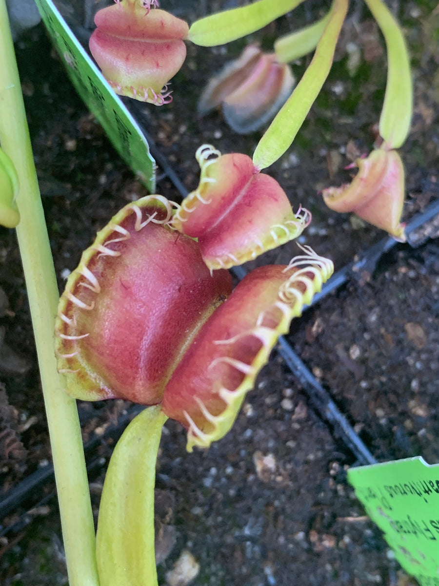 Venus Flytrap 'Galaxy' – Carnivorous Plant Store