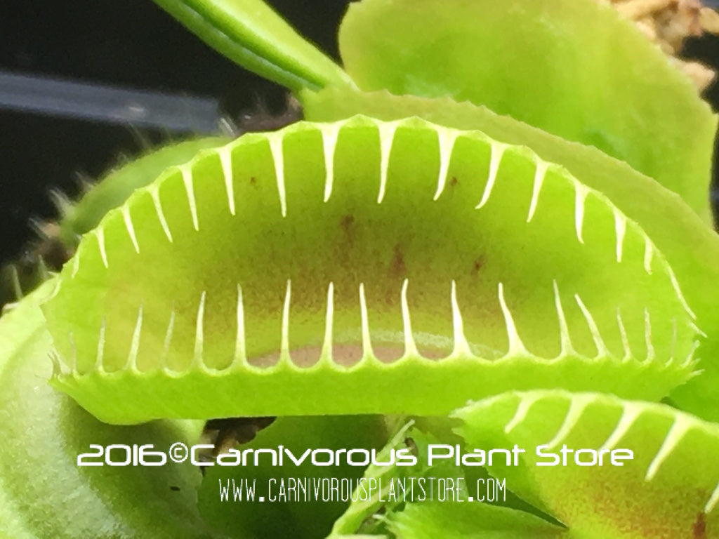 Venus Flytrap 'Alien' – Carnivorous Plant Store