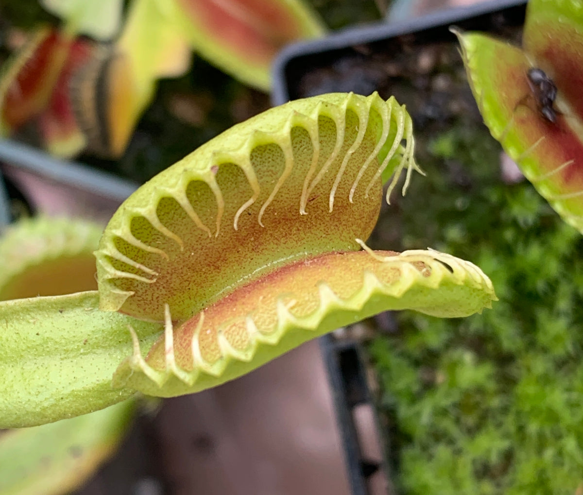 Venus Flytrap 'Galaxy' – Carnivorous Plant Store