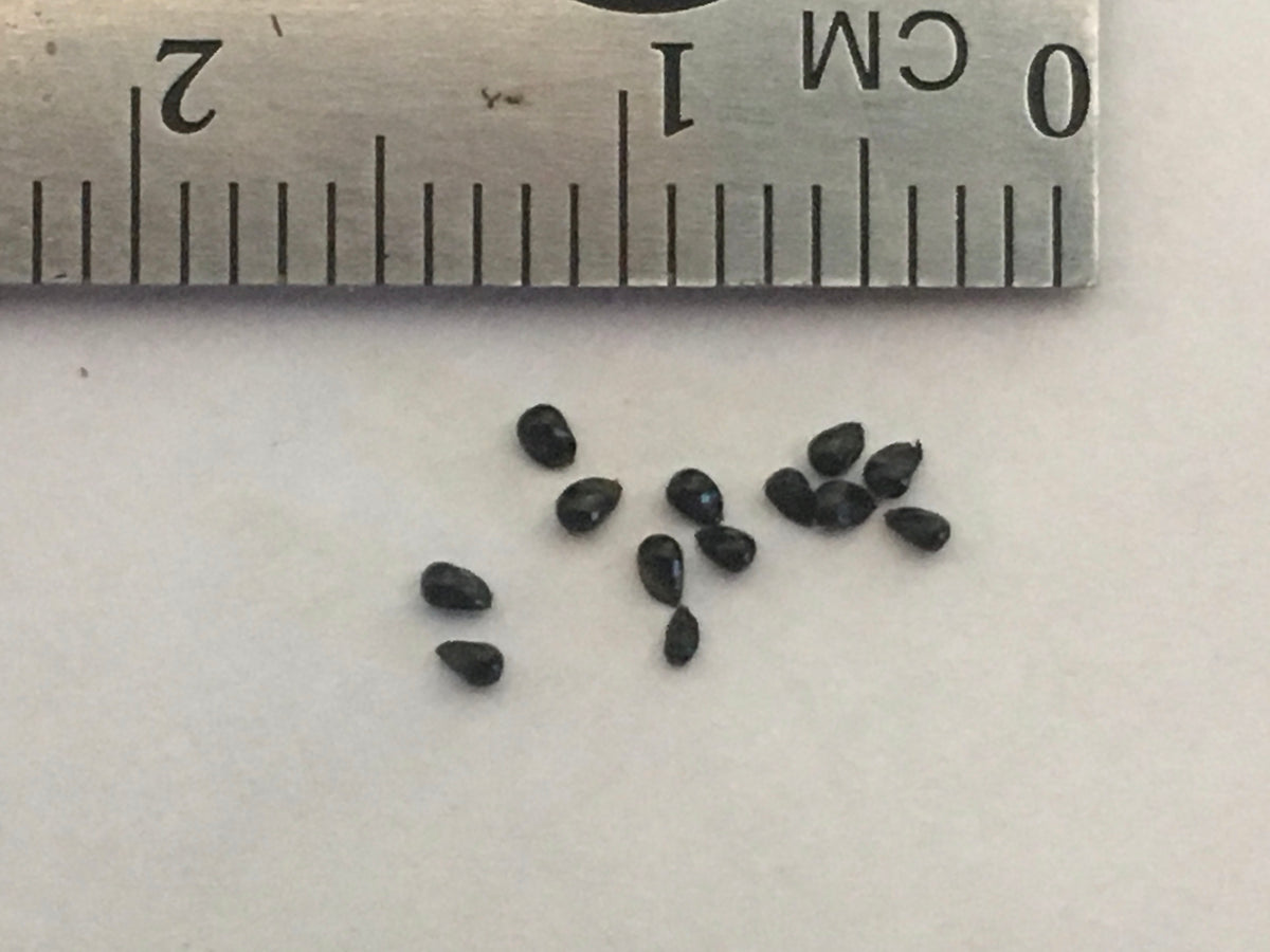 Venus Flytrap 'SD Kronos' x open pollinated 10+ Seeds – Carnivorous ...