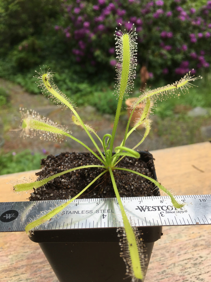 Drosera capensis 'Alba' (Cape Sundew 'Alba') – Carnivorous Plant Store