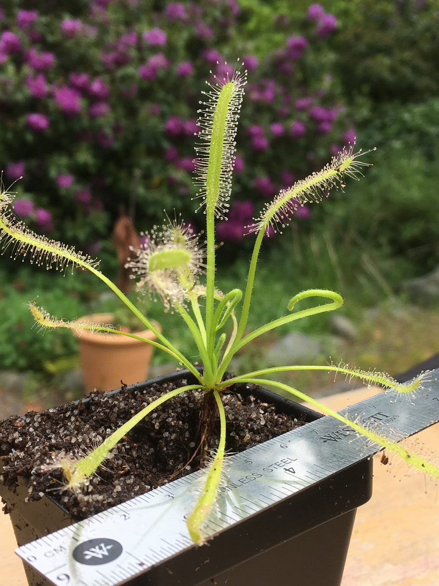 Drosera capensis 'Alba' (Cape Sundew 'Alba') – Carnivorous Plant Store