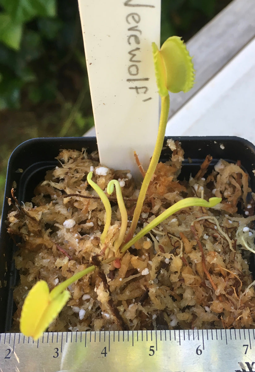 Venus Flytrap 'Werewolf' – Carnivorous Plant Store