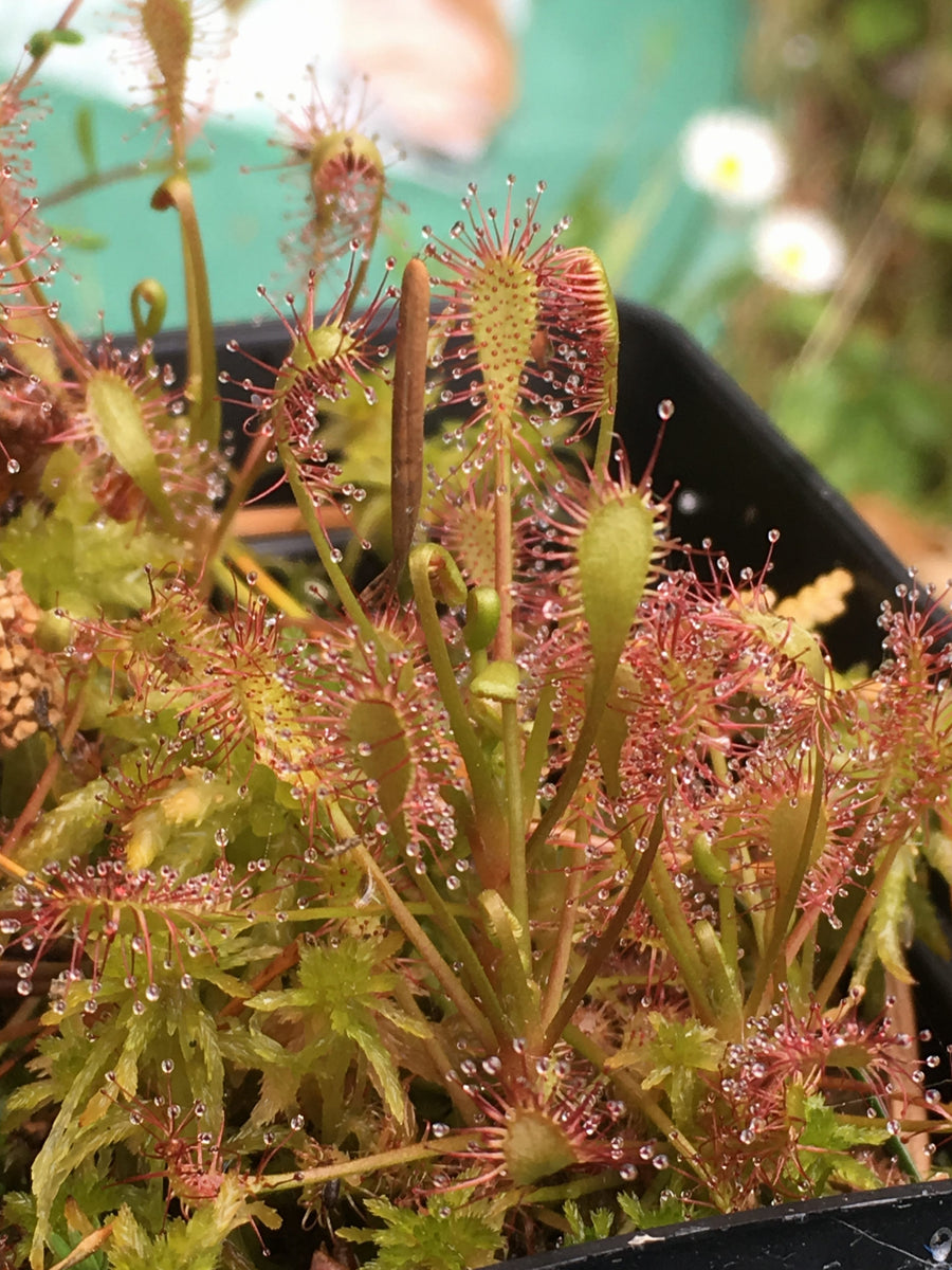 Drosera intermedia (Spoon-leaf Sundew) – Carnivorous Plant Store