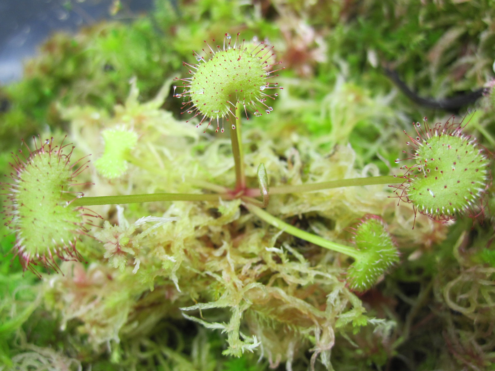 Sundews (Drosera) – Page 2 – Carnivorous Plant Store