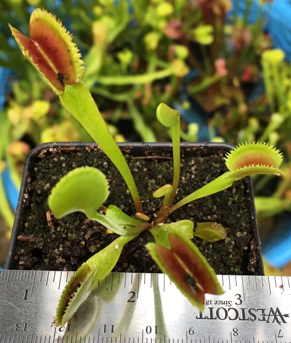 Venus Flytrap 'Bristle Tooth' – Carnivorous Plant Store