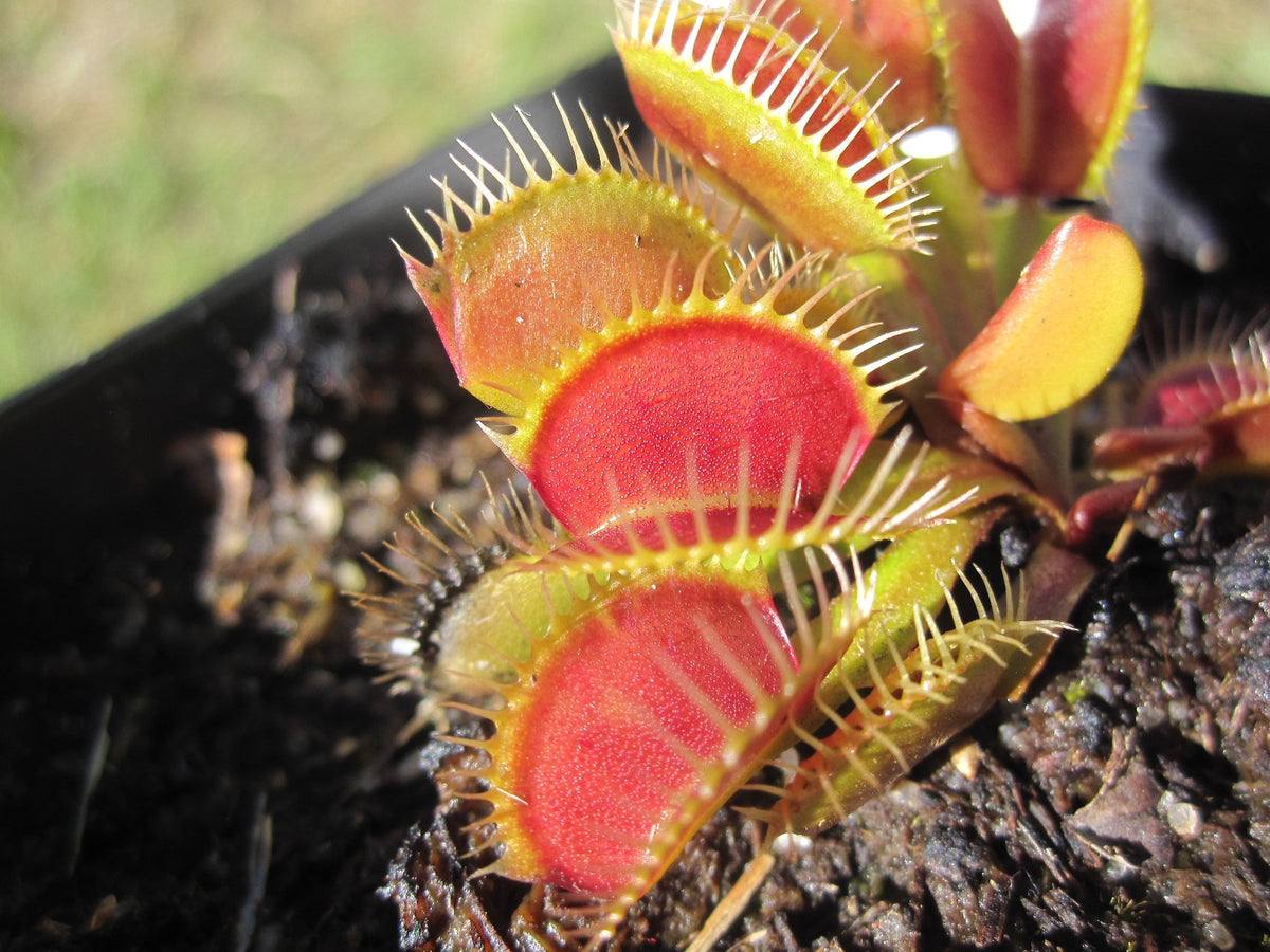 D. muscipula "Bob's Snapper" Venus Flytrap – Carnivorous Plant Store