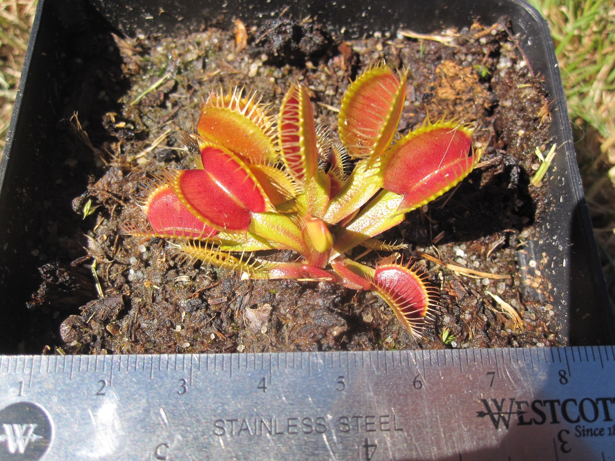 D. muscipula "Bob's Snapper" Venus Flytrap – Carnivorous Plant Store