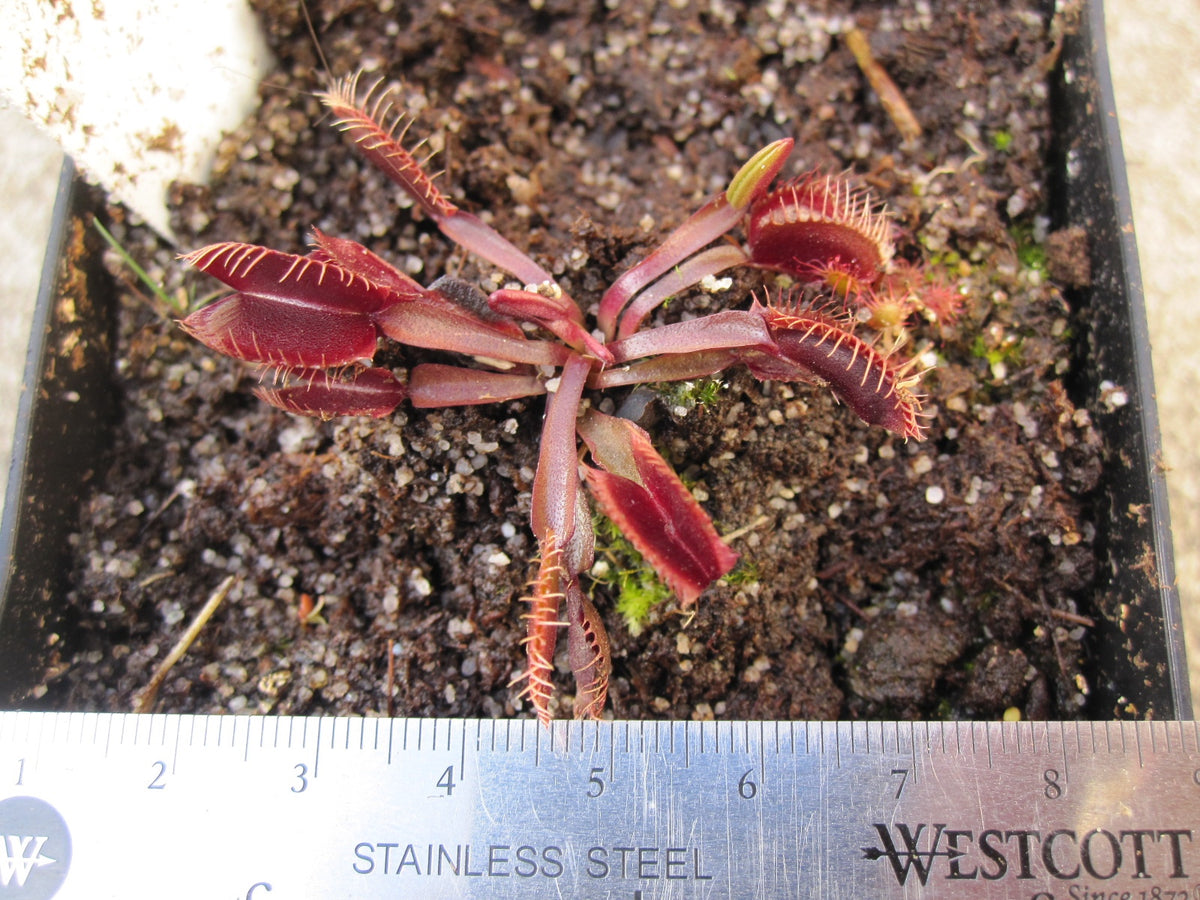 D. muscipula 'Red Dragon' Venus Flytrap – Carnivorous Plant Store