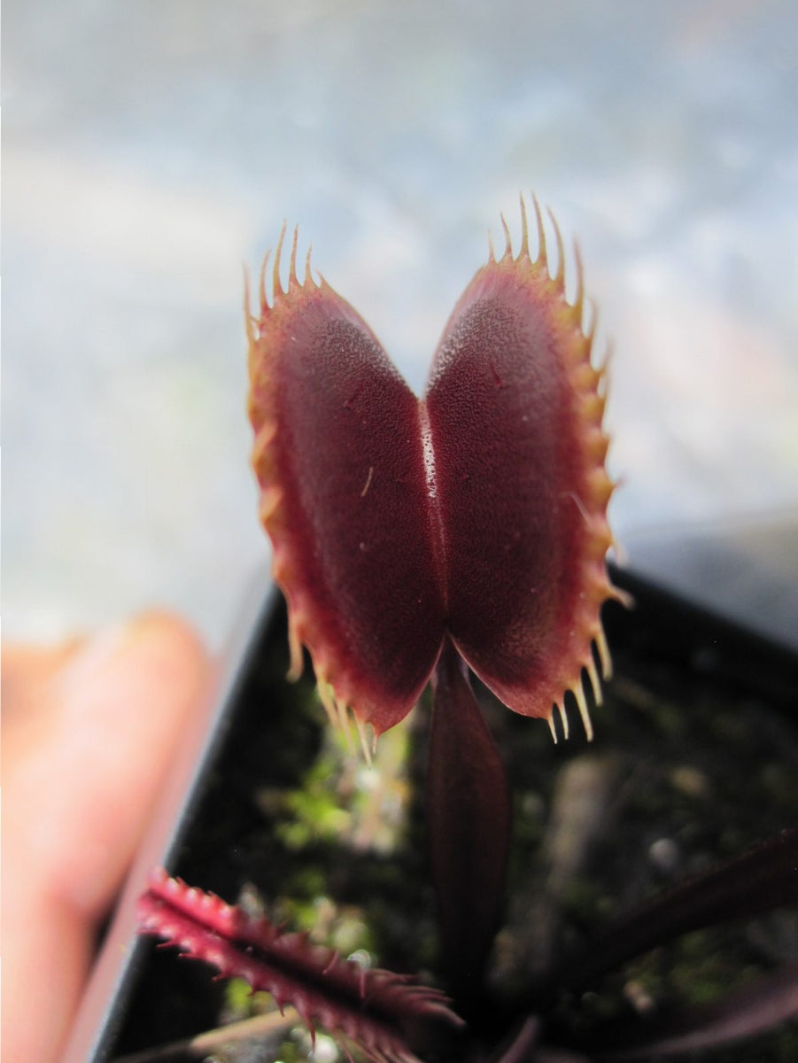 D. muscipula 'Green Dragon' Venus Flytrap – Carnivorous Plant Store