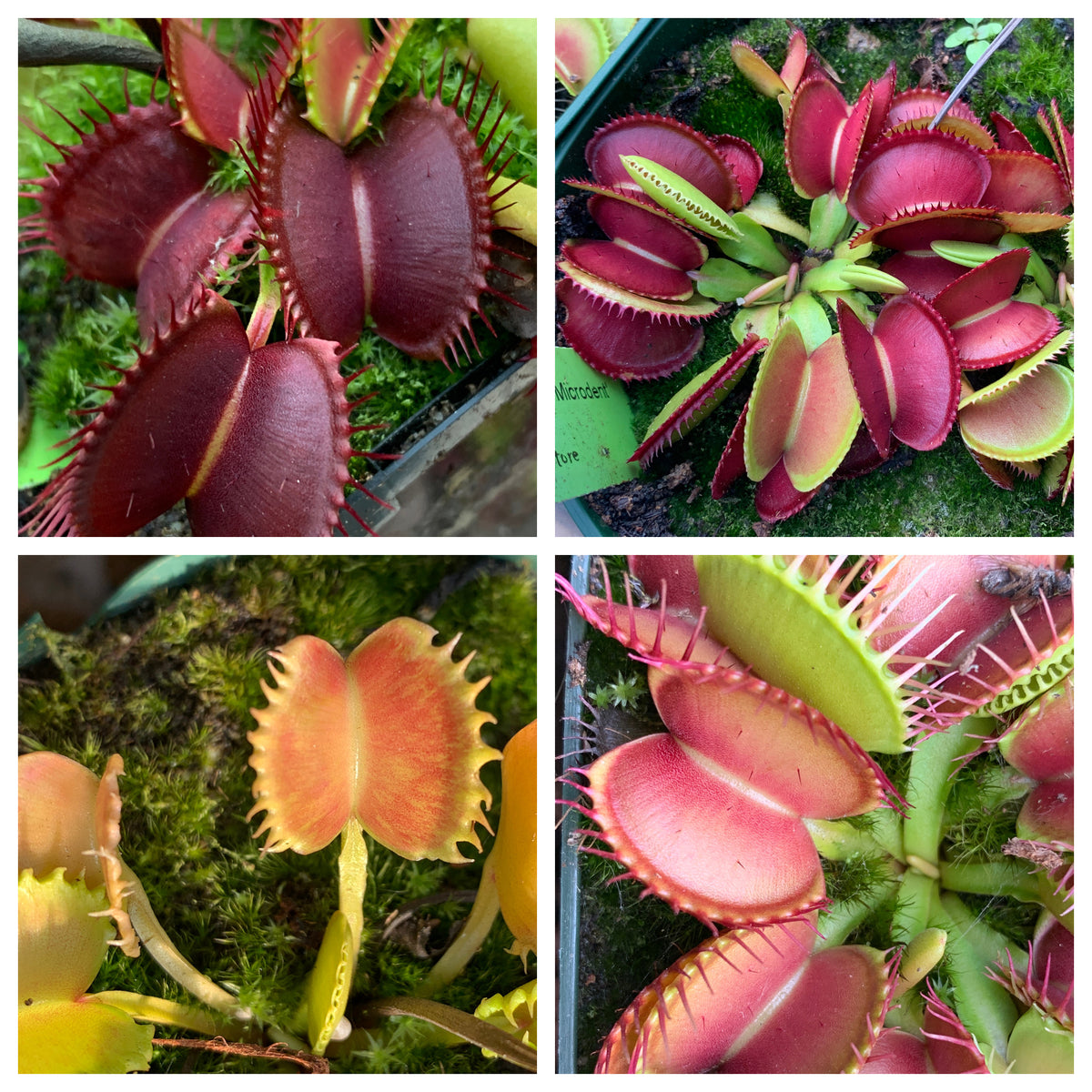 Venus Flytrap Mixed Cultivars and Clones 10+ Seeds – Carnivorous Plant ...
