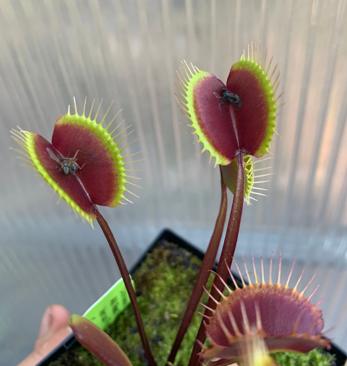 Venus Flytrap "All Red Form" – Carnivorous Plant Store