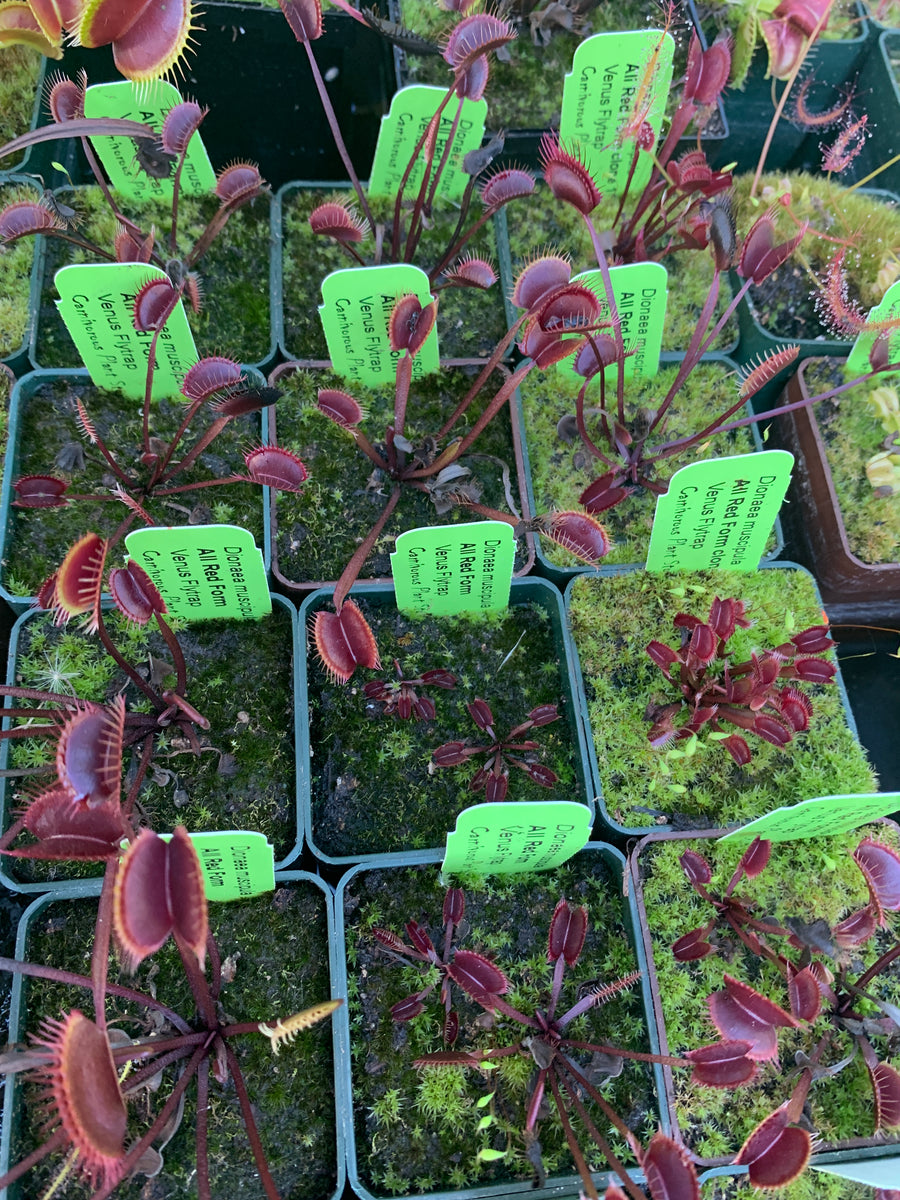 Venus Flytrap "All Red Form" – Carnivorous Plant Store