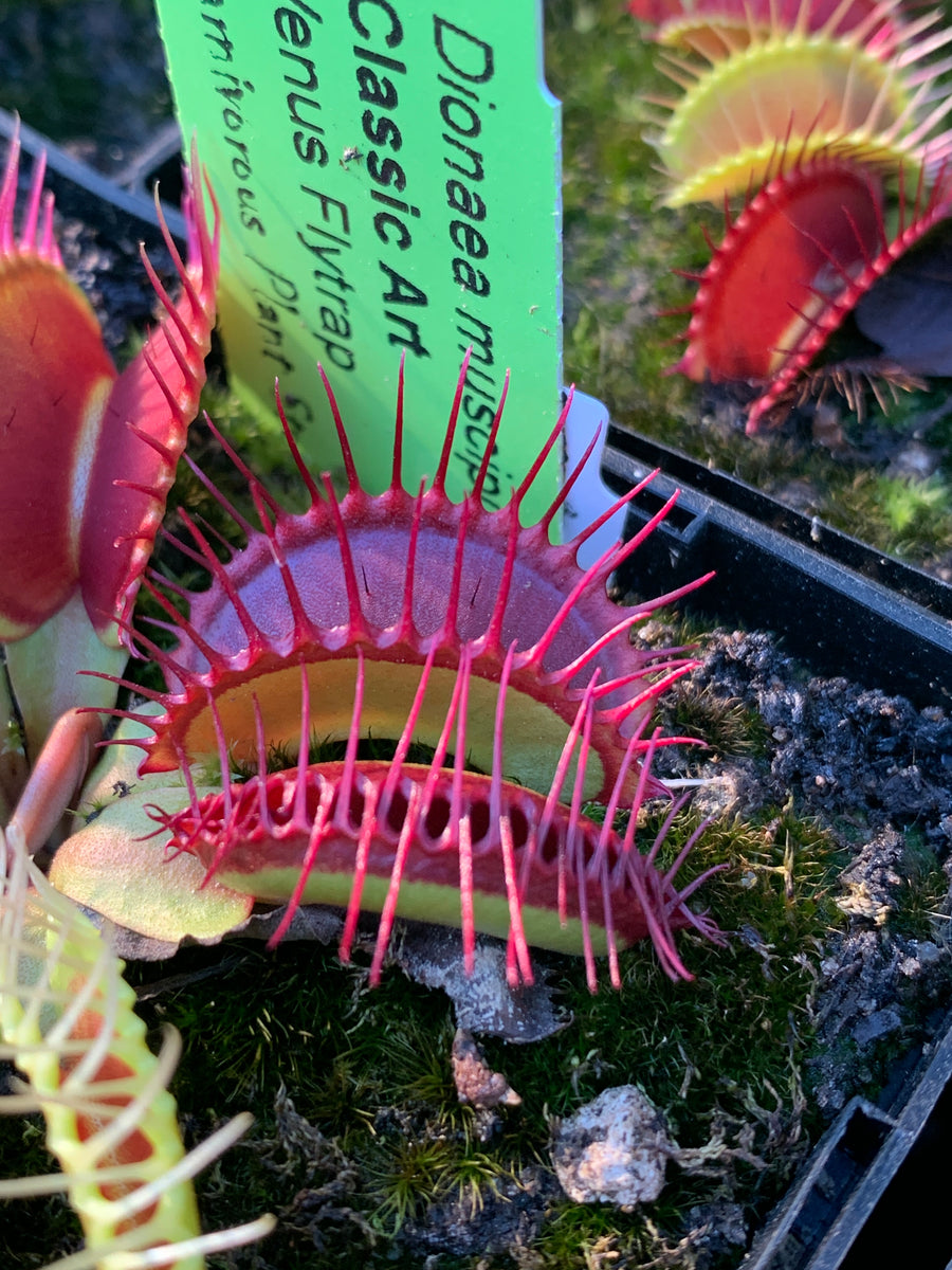 Venus Fly Trap Drawing With Roots How To Make A DIY Venus Flytrap