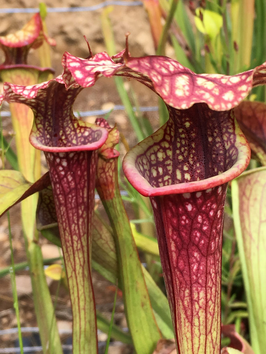 Sarracenia x moorei ("Red Sumatra" x 'Daniel Rudd') – Carnivorous Plant ...