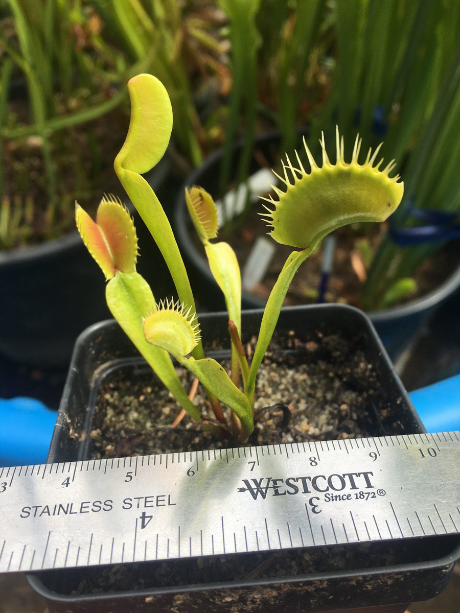 Venus Flytrap "Maiden's Giant" – Carnivorous Plant Store