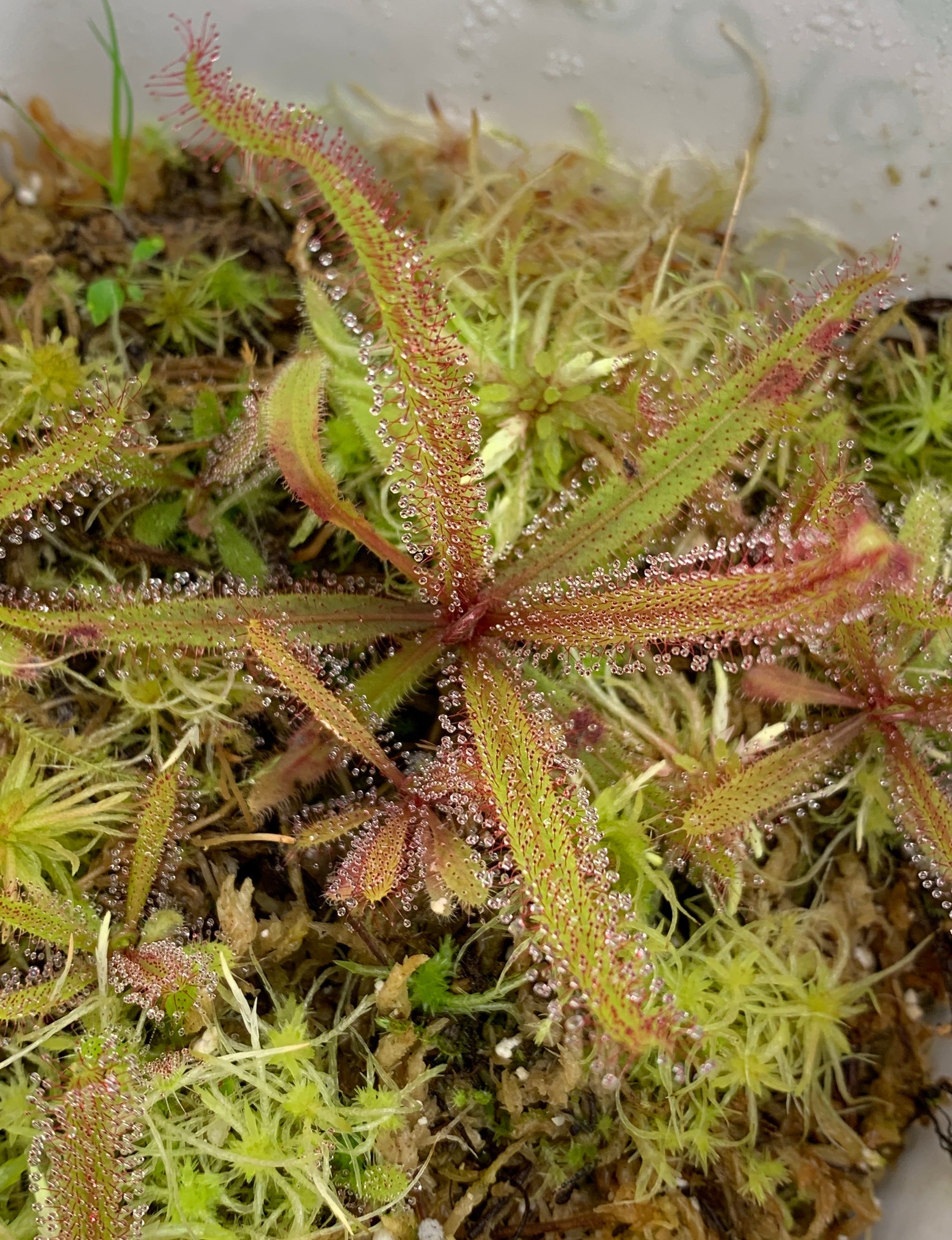 Drosera adelae (Lance Leaf Sundew) – Carnivorous Plant Store