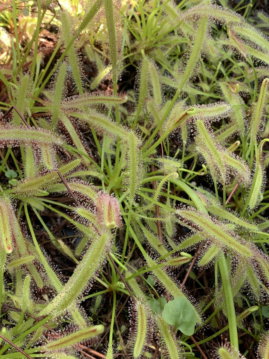 Drosera capensis (Cape Sundew) "Typical" Form – Carnivorous Plant Store