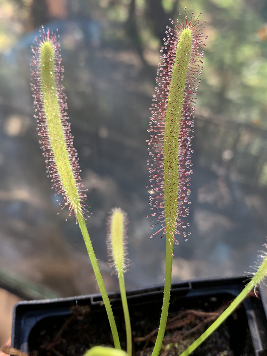 Drosera capensis (Cape Sundew) "Typical" Form – Carnivorous Plant Store