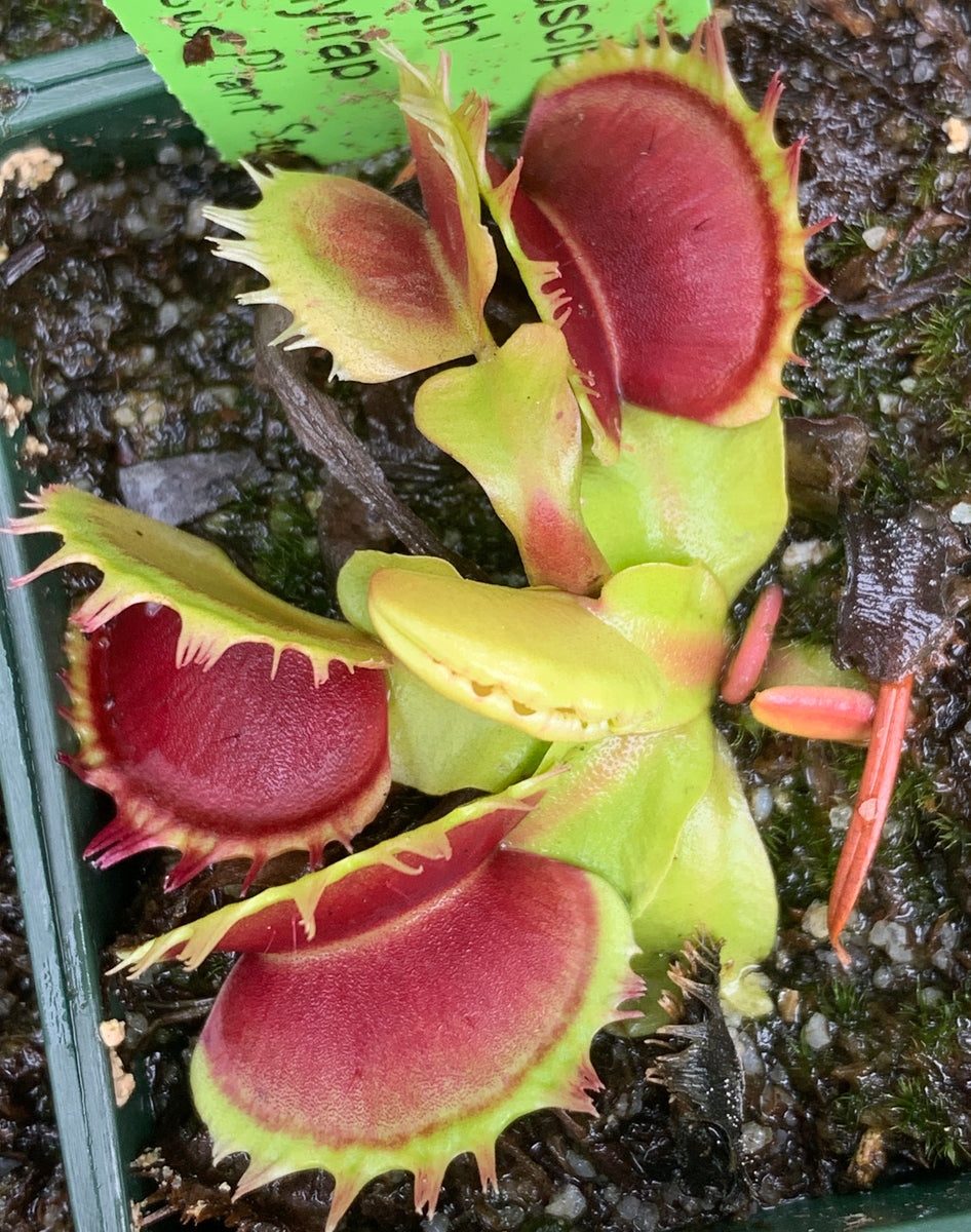 Venus flytrap "Fuzzy Tooth" – Carnivorous Plant Store
