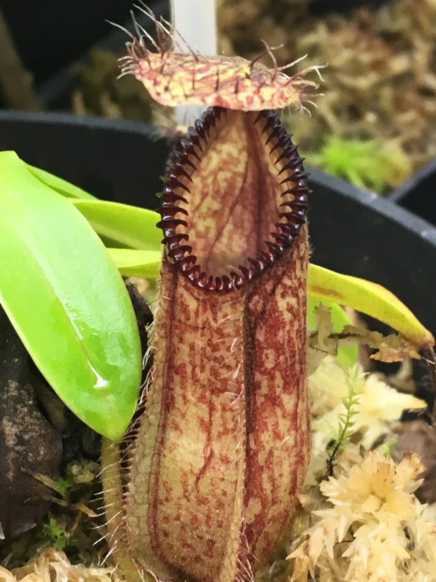 Nepenthes hamata (Gunung Lumut) – Carnivorous Plant Store